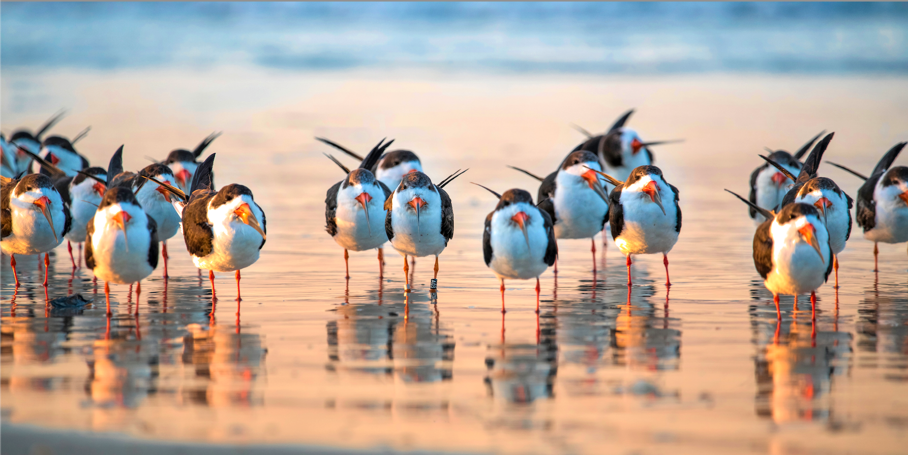 Florida Penguins hanging out at the beach – Wowza Wall Art