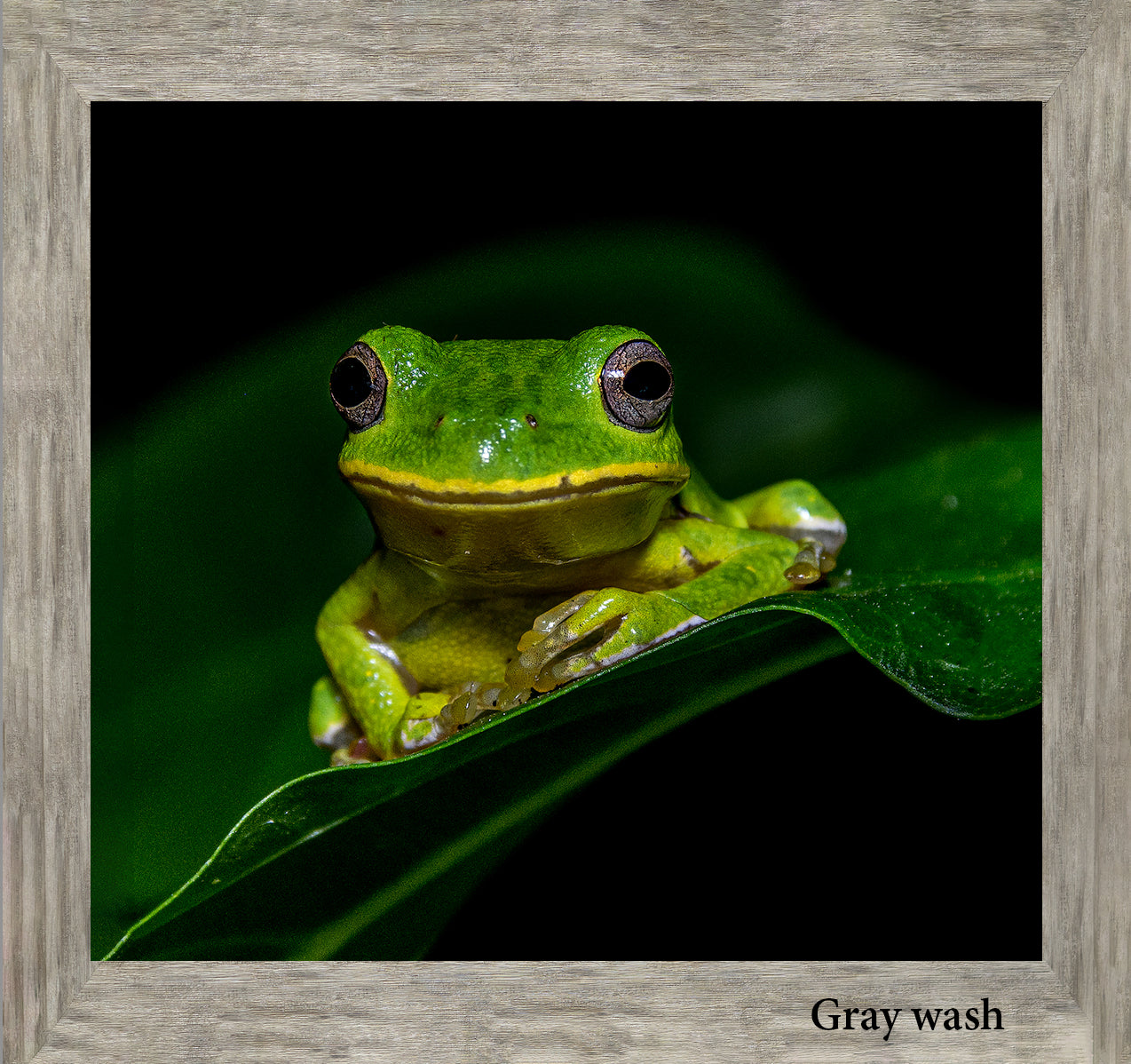Froggy Strikes the Pose - Square – Wowza Wall Art