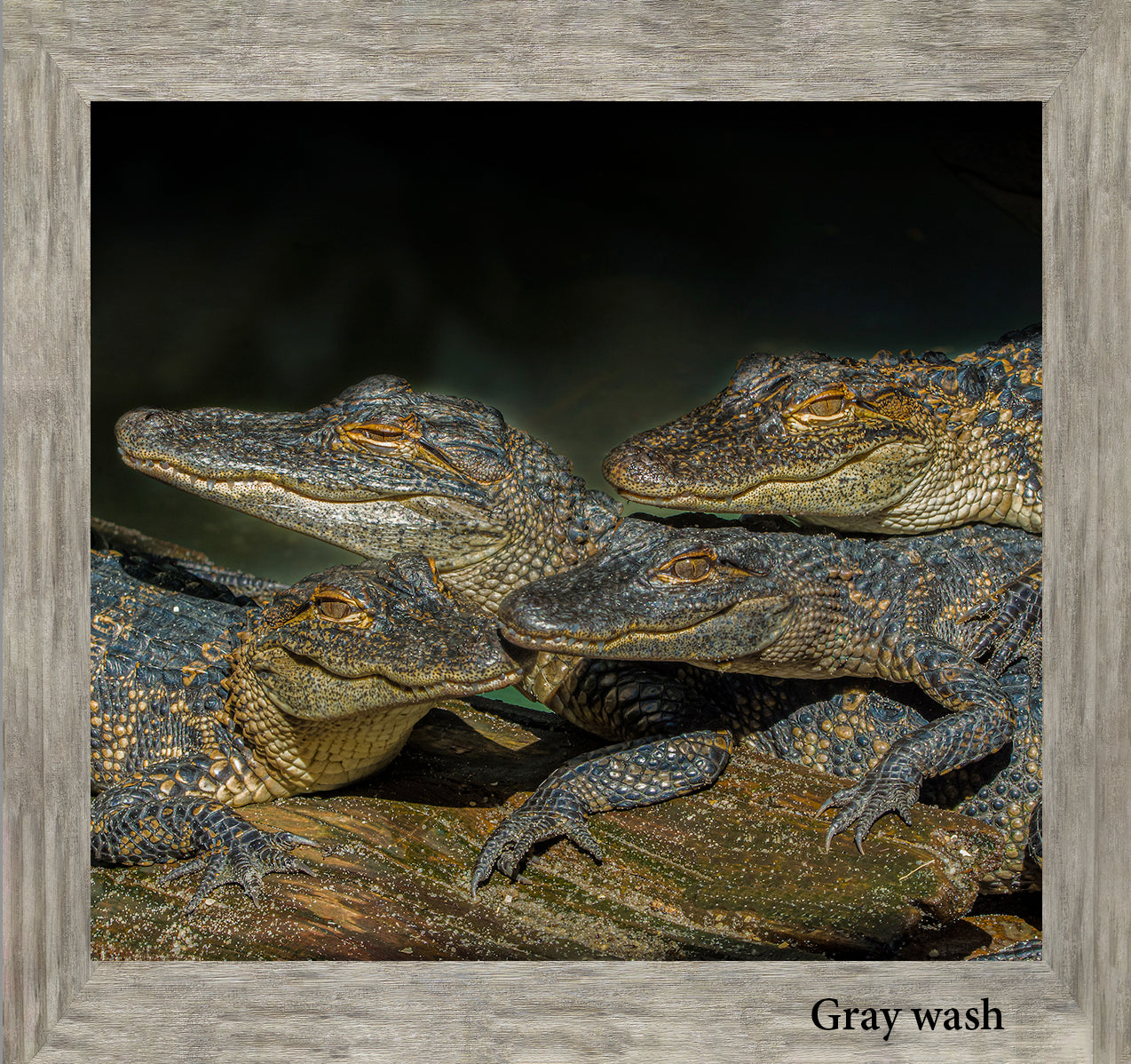 Baby Alligators Say Cheese - Square – Wowza Wall Art